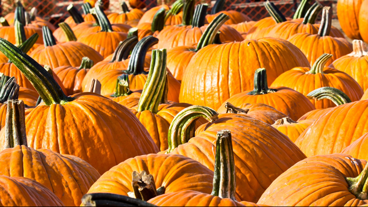 Drought forces Colorado farm to cancel 2026 pumpkin patch season