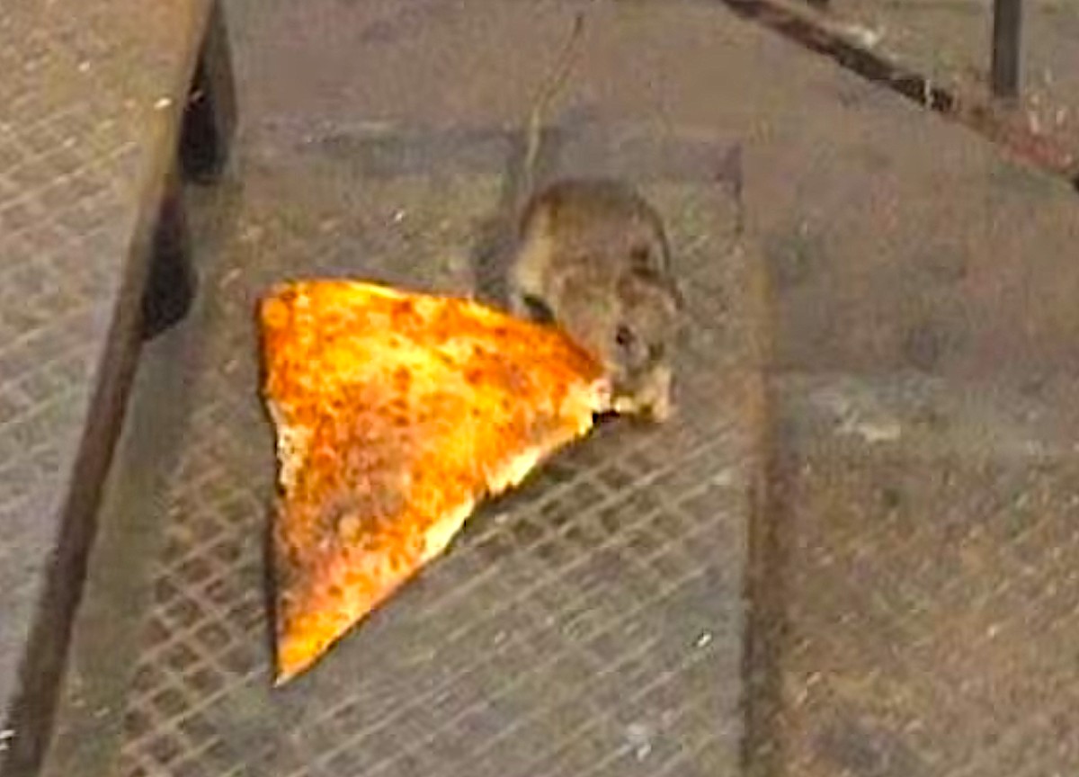 Study reveals that rats get the munchies too