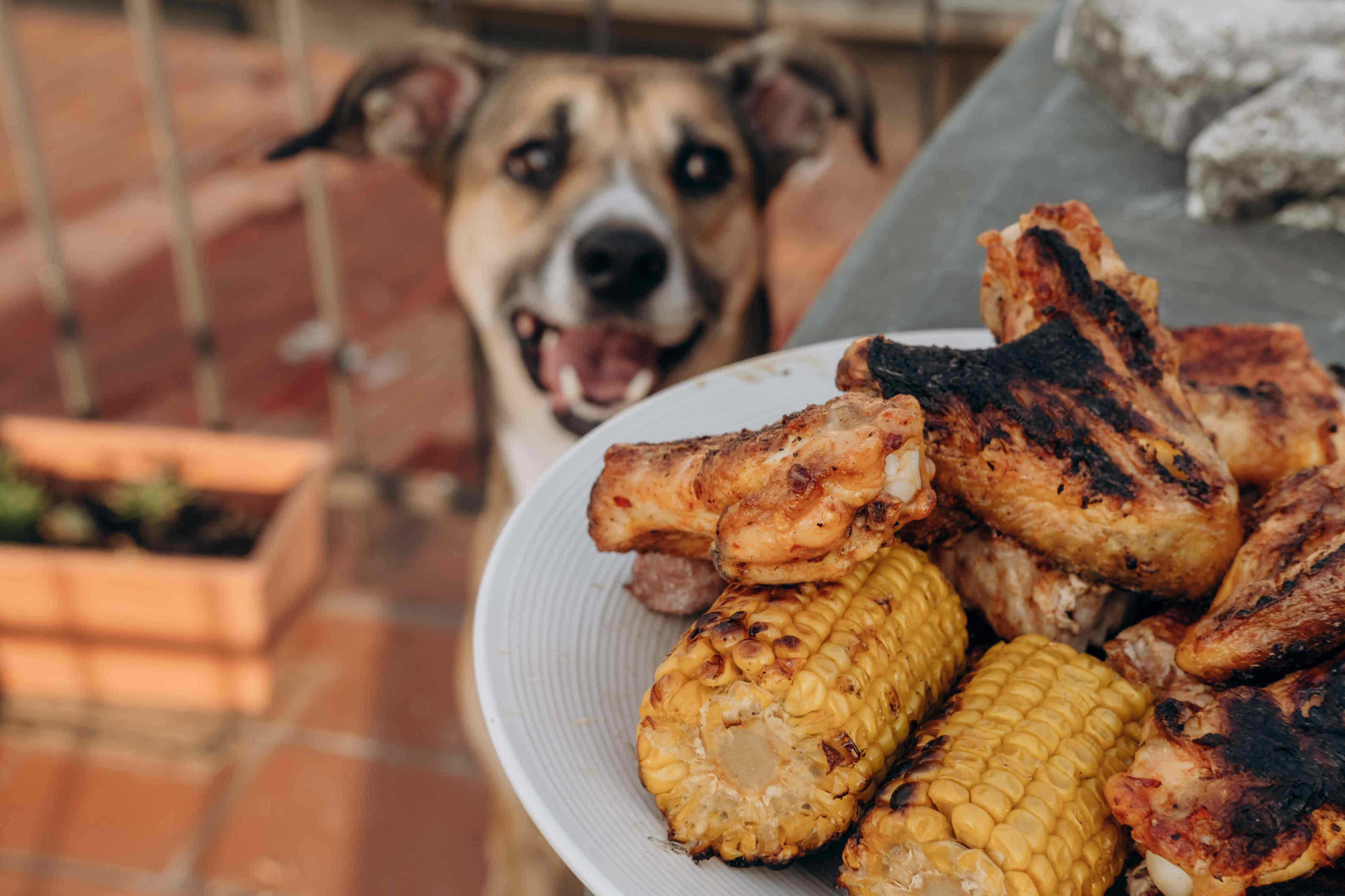 12 things at summer cookouts that can be dangerous for pets