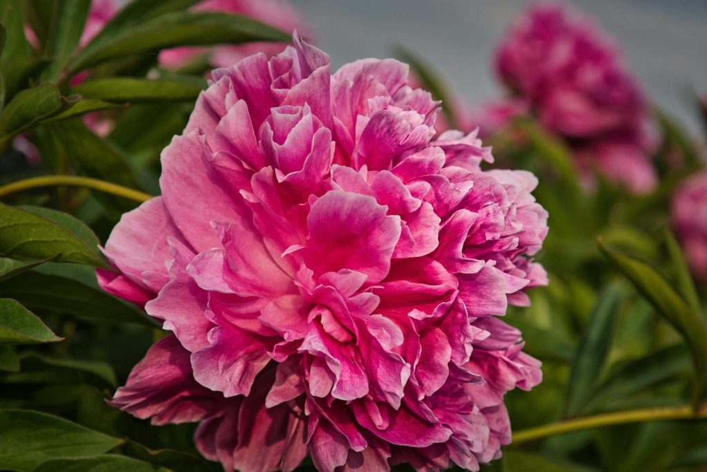 8 easy peony tips for a more spectacular display next spring
