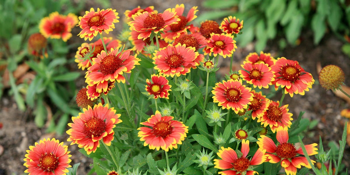 10 types of flowers that thrive in the summer heat