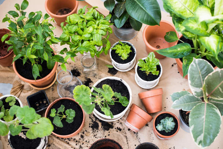 4 plants that'll save you the most money on groceries