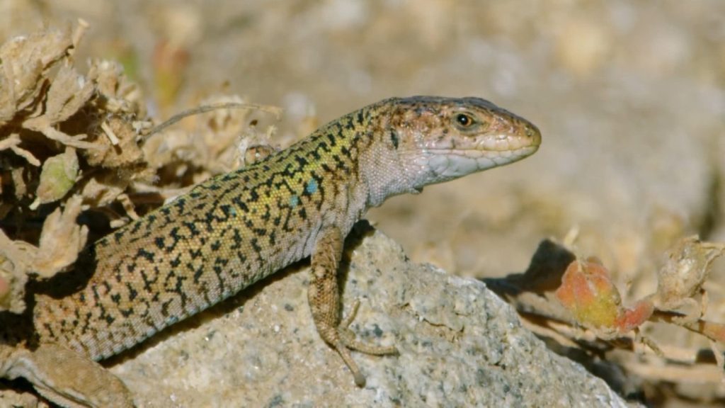 Swimming snakes are threatening Ibiza’s native lizards
