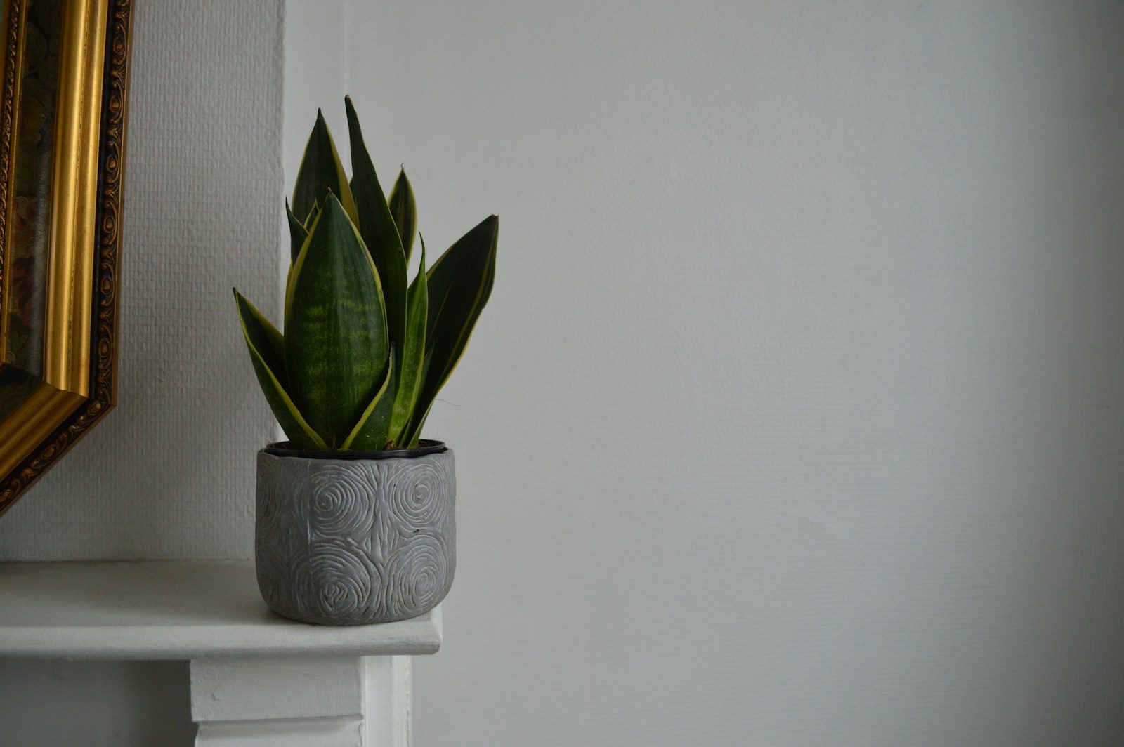 8 snake plant hacks to encourage faster growth