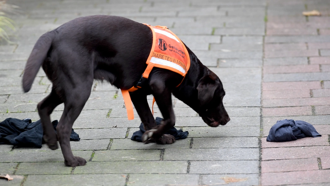 8 hero dogs who saved human lives