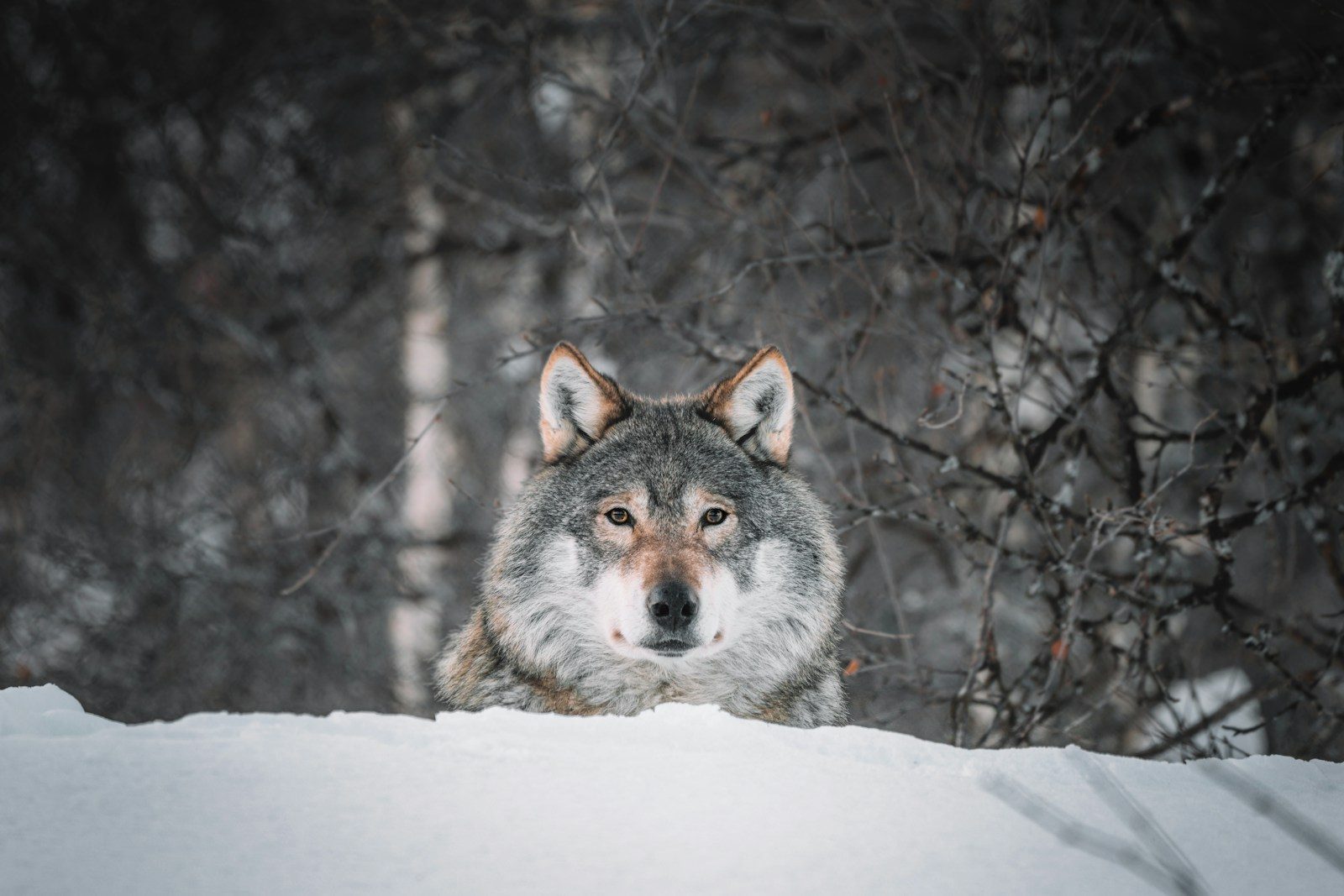 Can Europe survive the dramatic return of its apex predator?