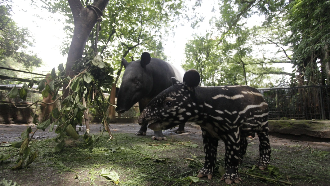 12 baby animals with surprising transformations