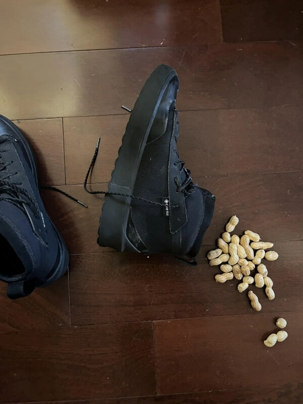 Homeowner 'flabbergasted' after finding sneakers packed with peanuts