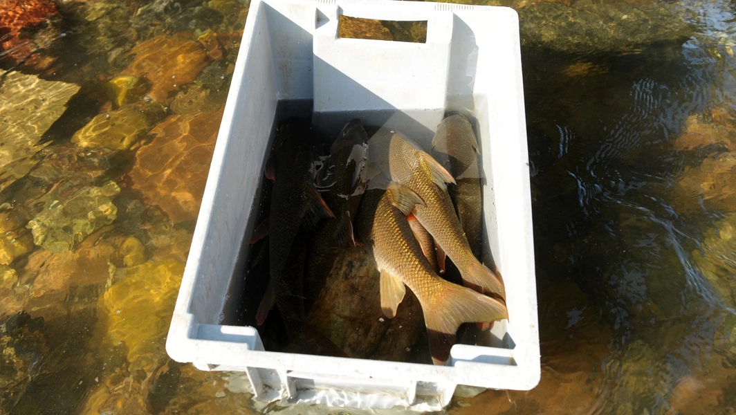 Fish evolve in dam-shaped rivers, challenging restoration goals