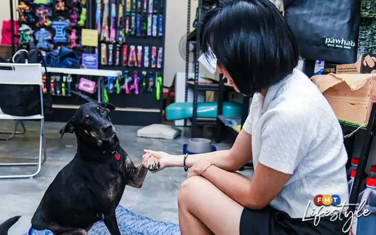 With her 5 rescue dogs, Aunty Kim em-barks on a 'furbulous' venture
