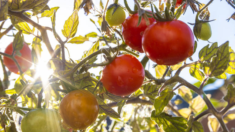 The best type of soil for growing healthy garden tomatoes