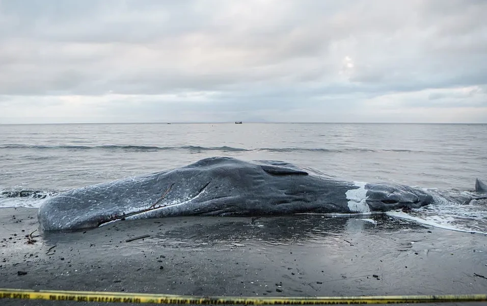 Scientists map largest and deepest whale graveyard on record