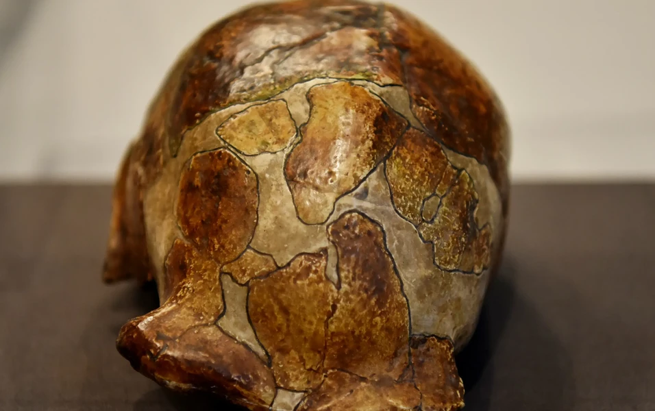 How a cave skull changed human history forever