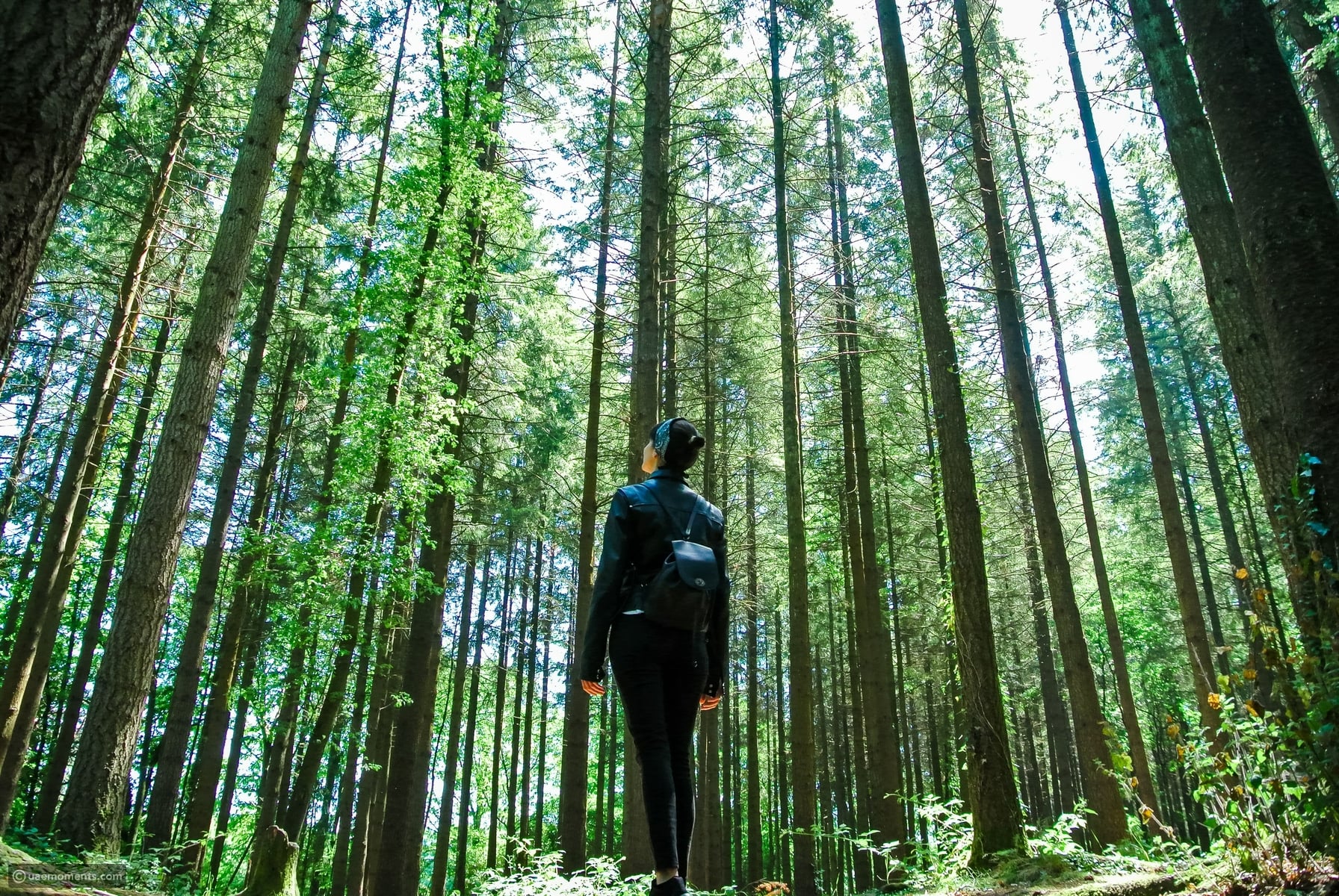 How nature vacations heal a fractured mind