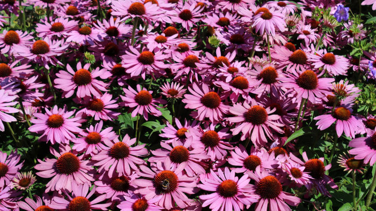 Goodbye bare patches: 12 of the best perennials for full sun areas