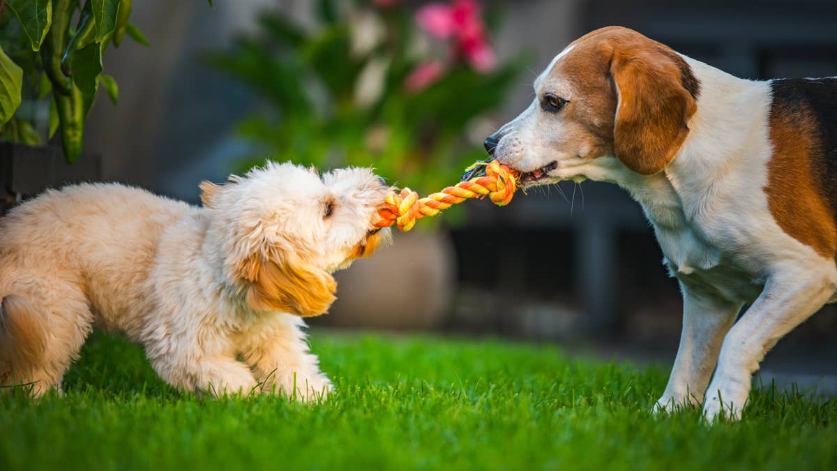 Bagel the beagle crashes dog training session in the park