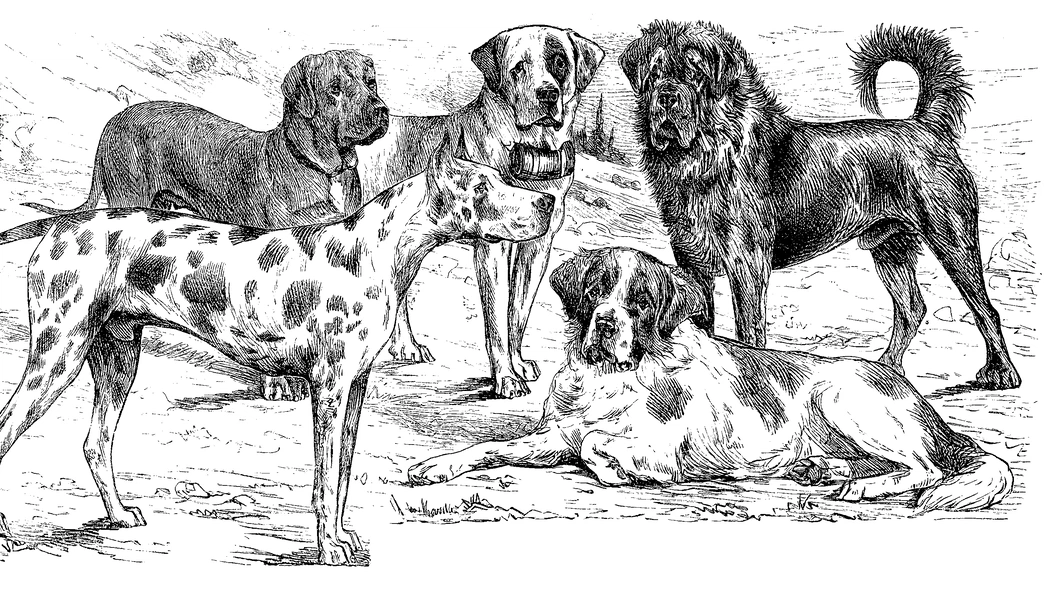Scientists map dog DNA, uncover ancient terrier lineage links