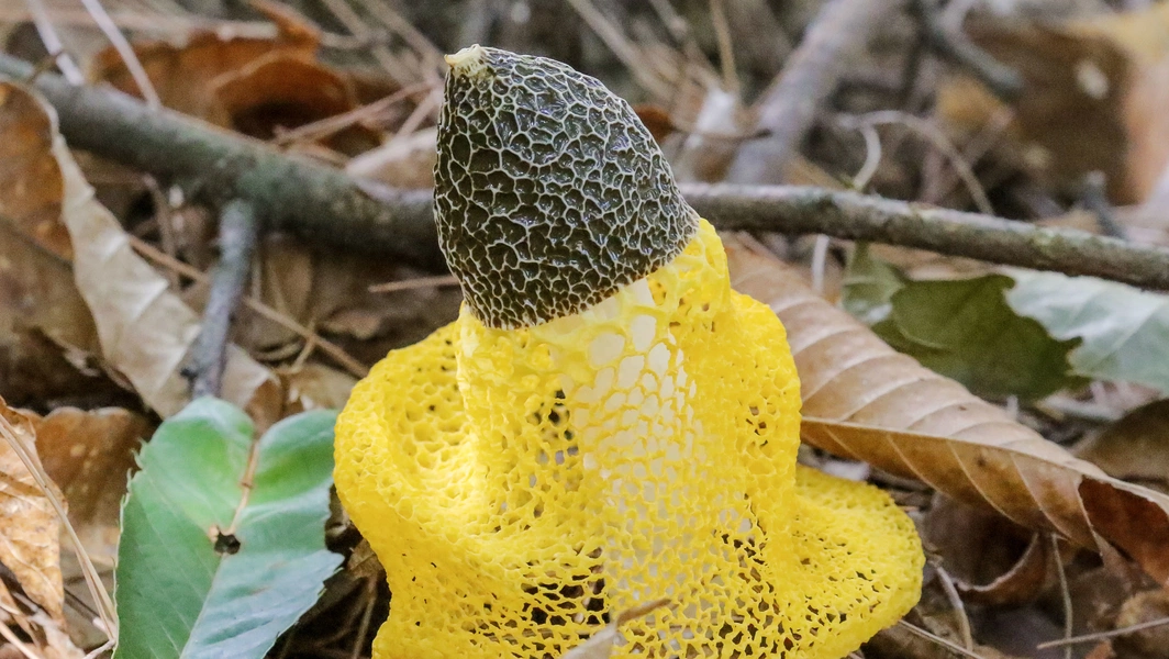 11 strange and unusual discoveries in nature