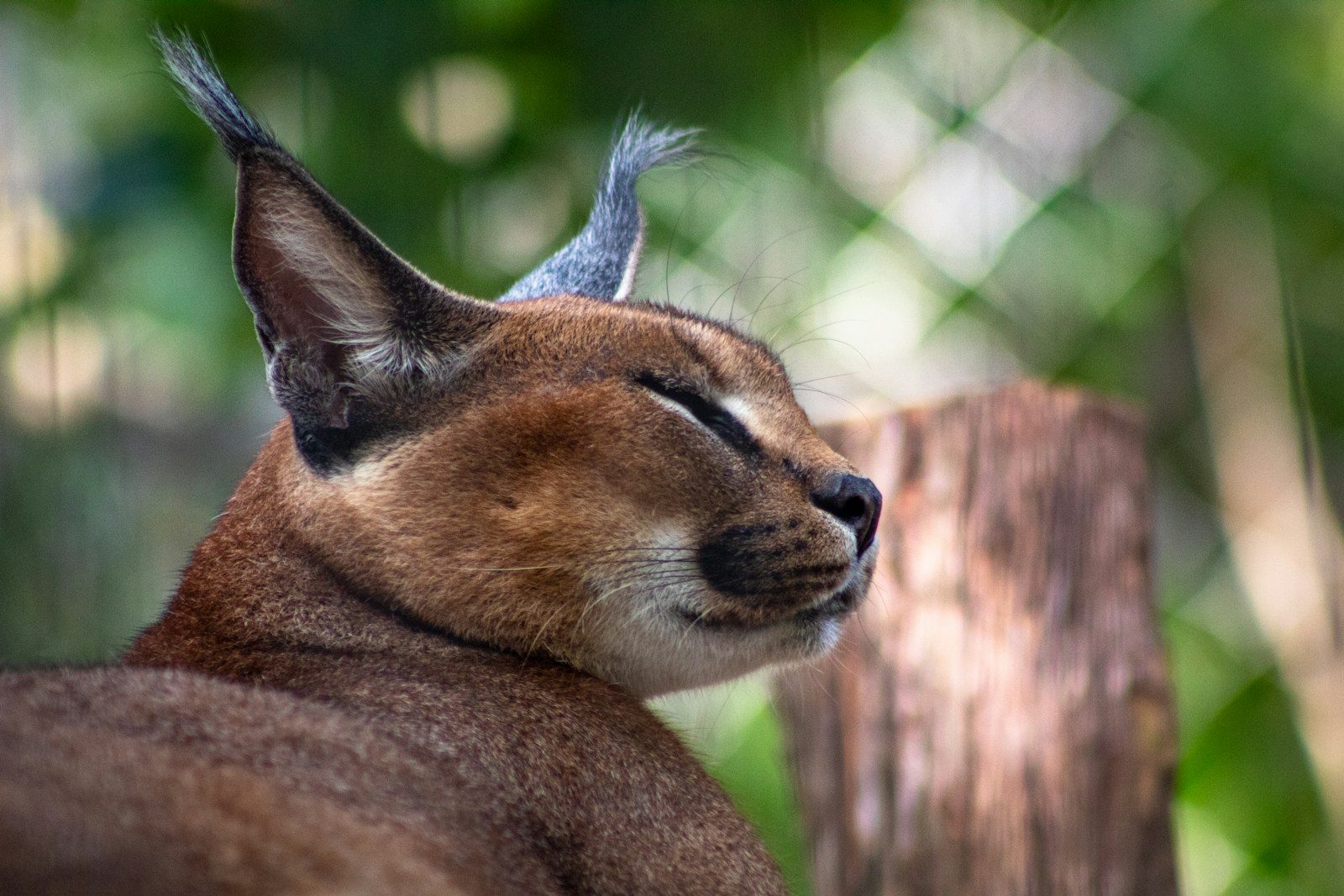 Rare deer-shaped cat reappears in India’s Kuno National Park