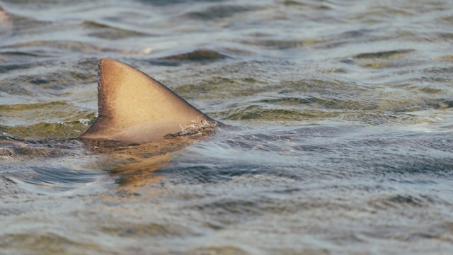Florida Navy base employee goes missing during lunchtime swim before ...