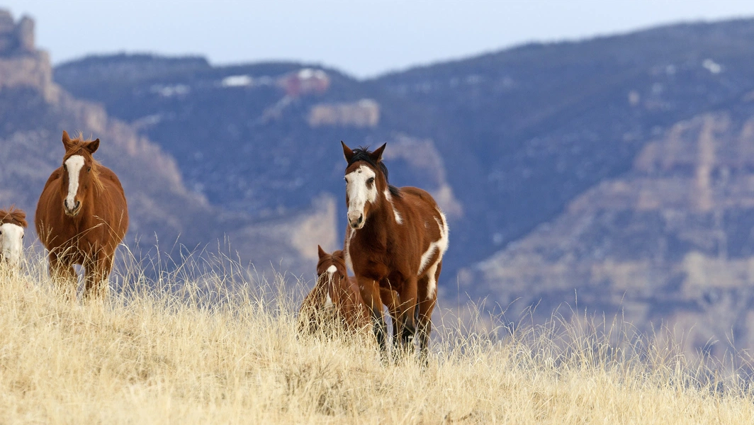 10 horse breeds shaping Wyoming ranch life