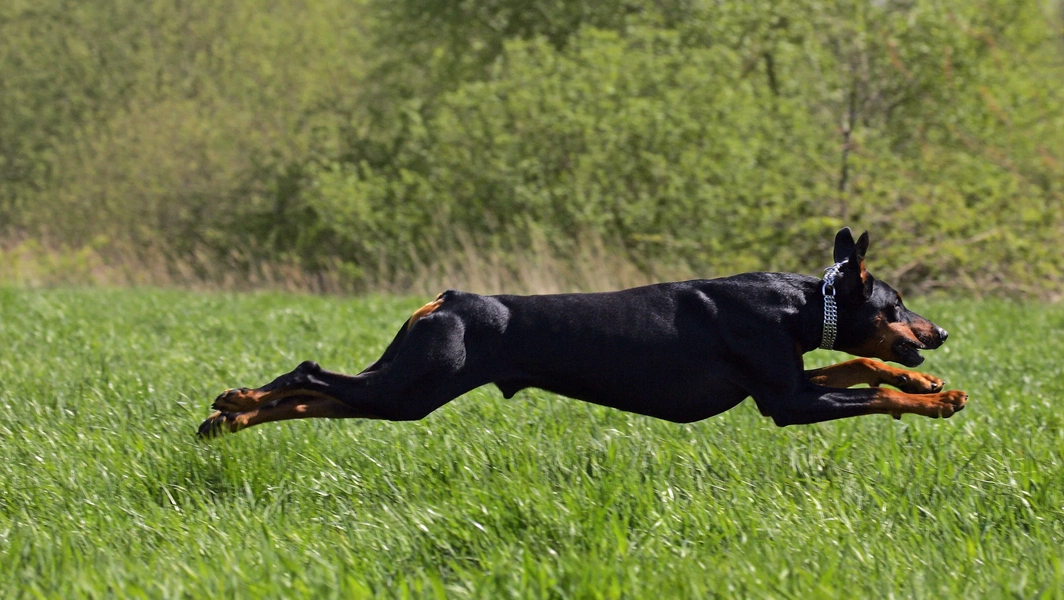 13 loyal dog breeds known for protective instincts