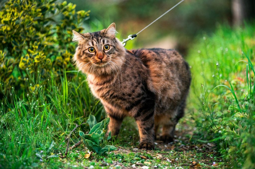 Why do Maine Coon cats behave differently from other felines?