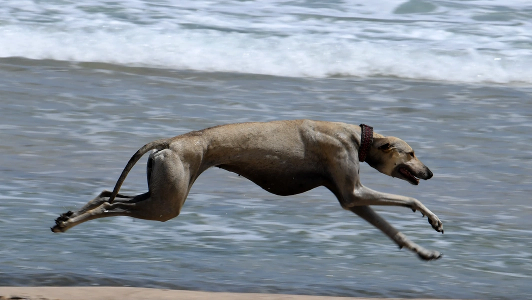 8 rare dog breeds facing decline