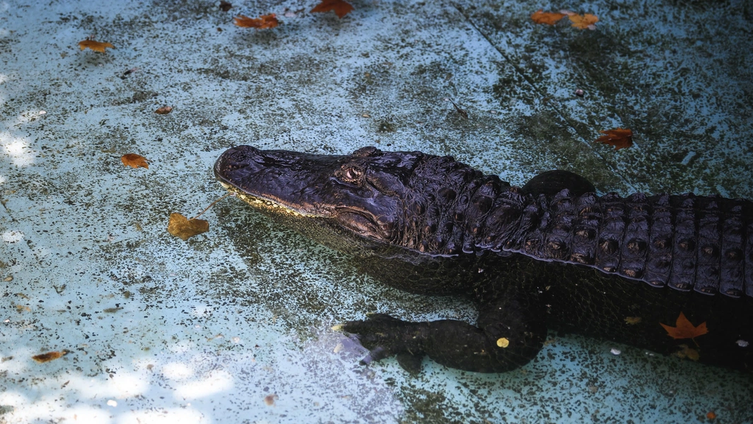 Muja: The world’s oldest captive alligator