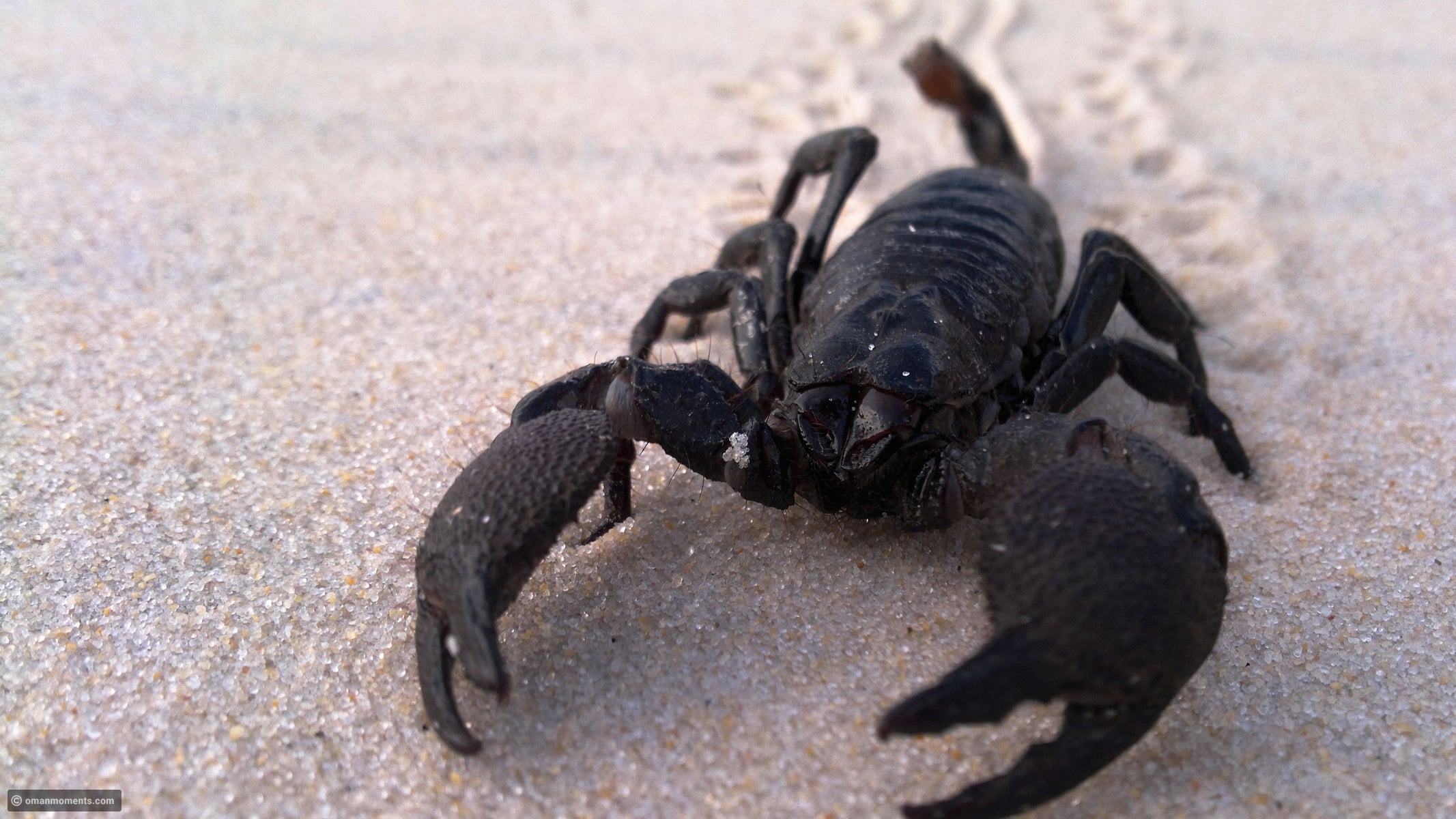 Scientists report discovery of world's largest known dog-sized scorpion