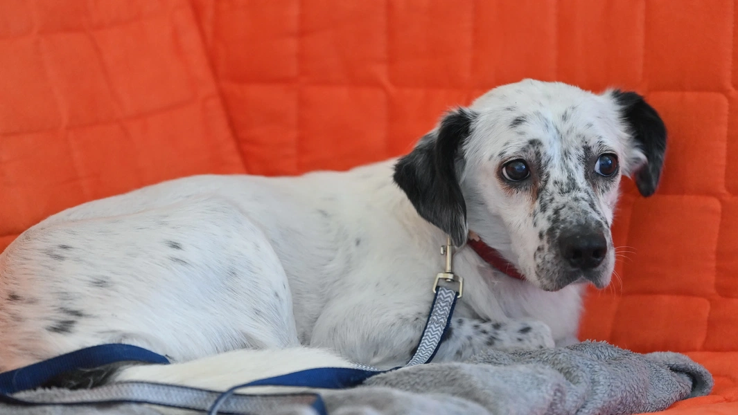 5 words that trigger stress in dogs