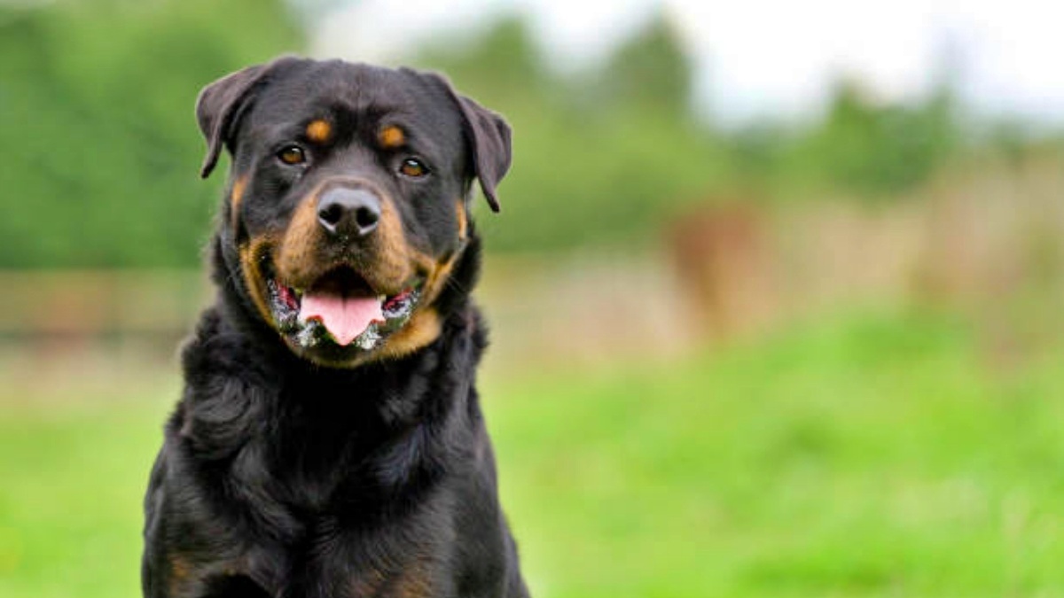 Dog breeds that form the strongest bonds with their owners