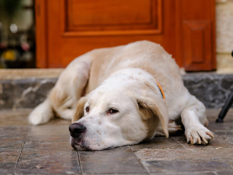 Science explains why dogs sleep facing the door