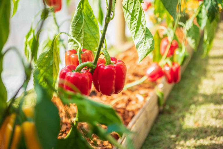 How to prune and top pepper plants for a bigger harvest, according to ...
