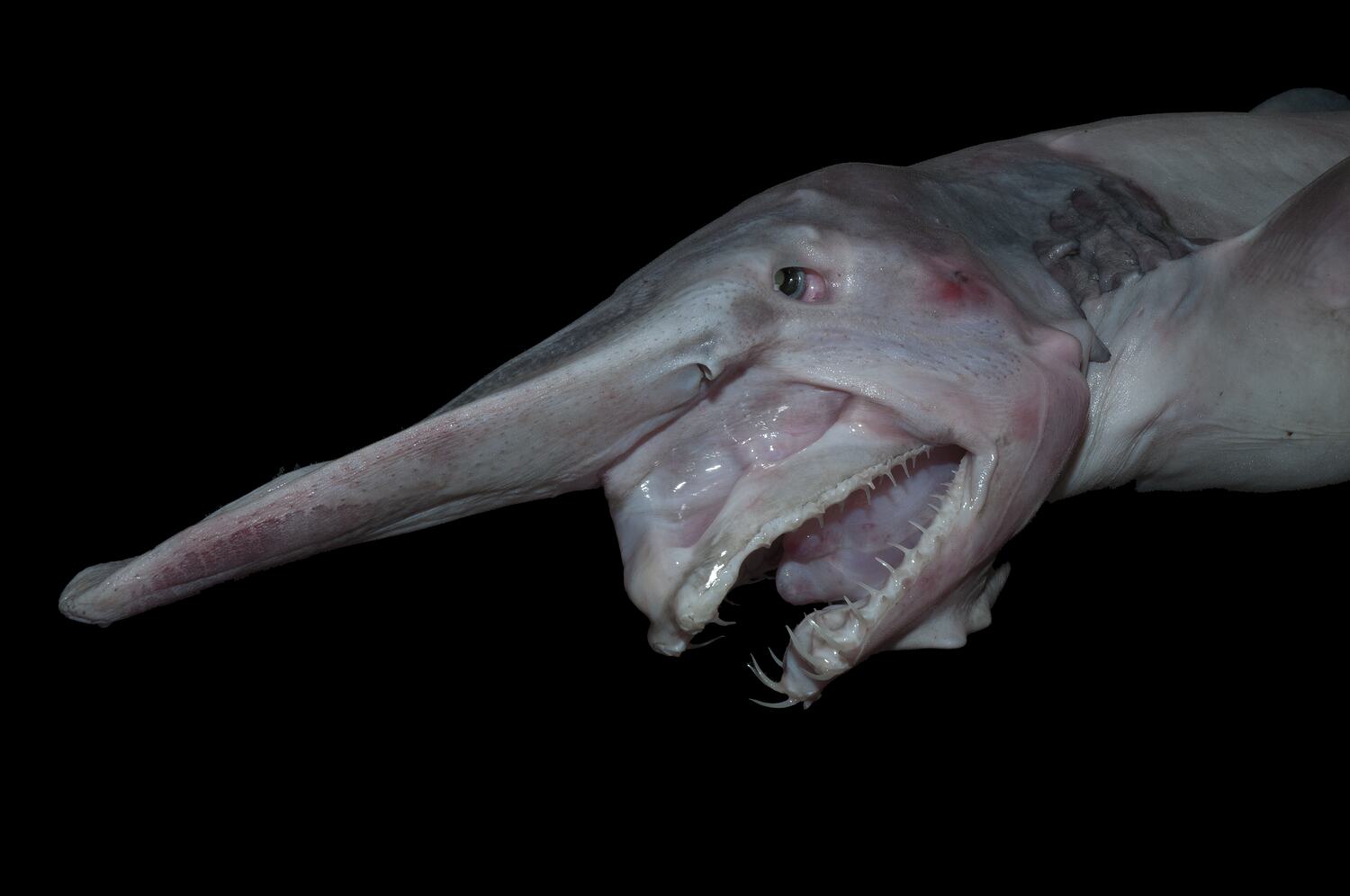 'Ugliest shark on the planet': See the elusive goblin shark, filmed for ...