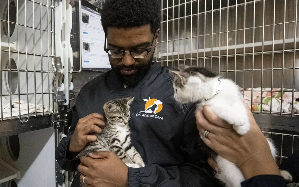 Why shelter volunteering changes more than animal lives