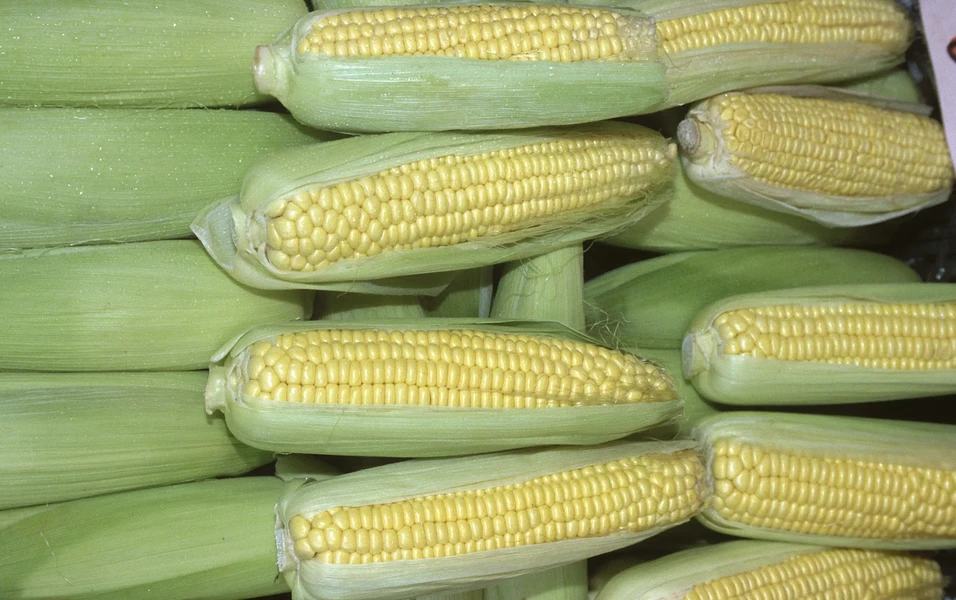 Milk-boiled corn recipe sparks summer cooking buzz