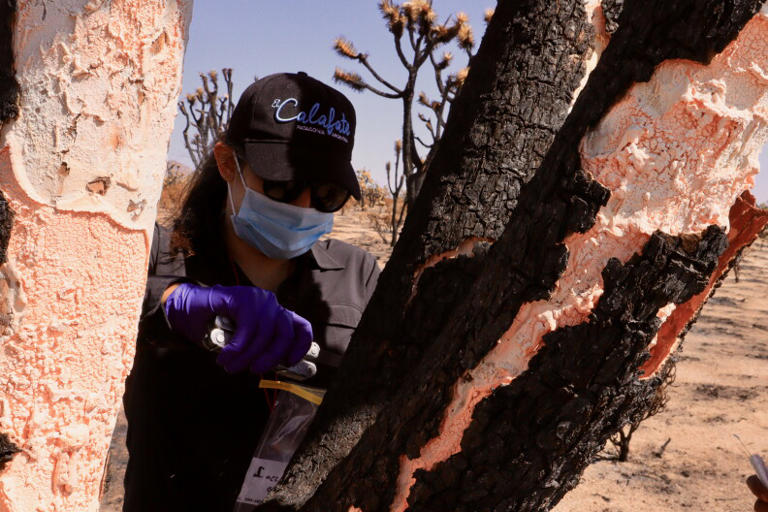 Scientists find thriving fungi, a hopeful sign where 1.3 million Joshua ...