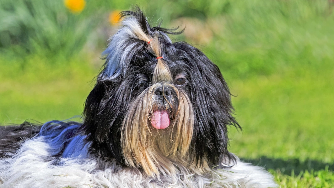 12 dog breeds prone to jealousy and separation anxiety