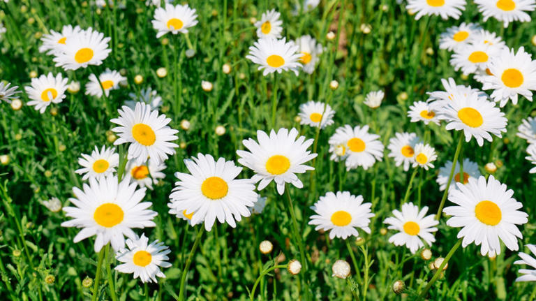 Goodbye bare patches: 12 of the best perennials for full sun areas