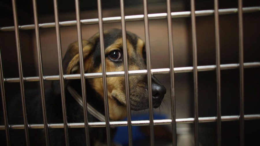 Clarke County Animal Shelter is euthanizing dogs due to overcrowding