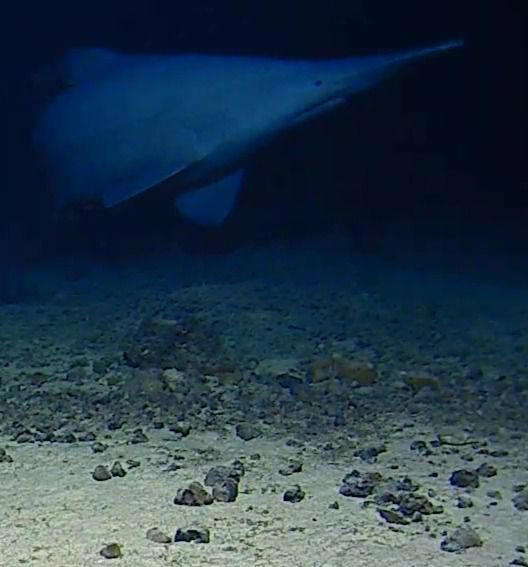 'Ugliest shark on the planet': See the elusive goblin shark, filmed for ...