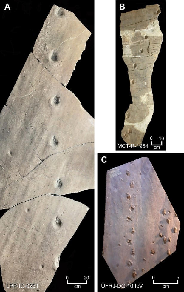 Hidden in Brazil’s ancient sands, 135-million-year-old footprints ...