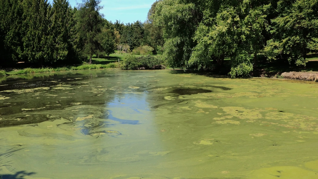 Keep your backyard pond happy and healthy year-round