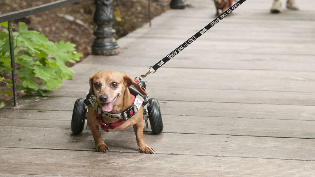 7 remarkable rescue dogs who overcame adversity