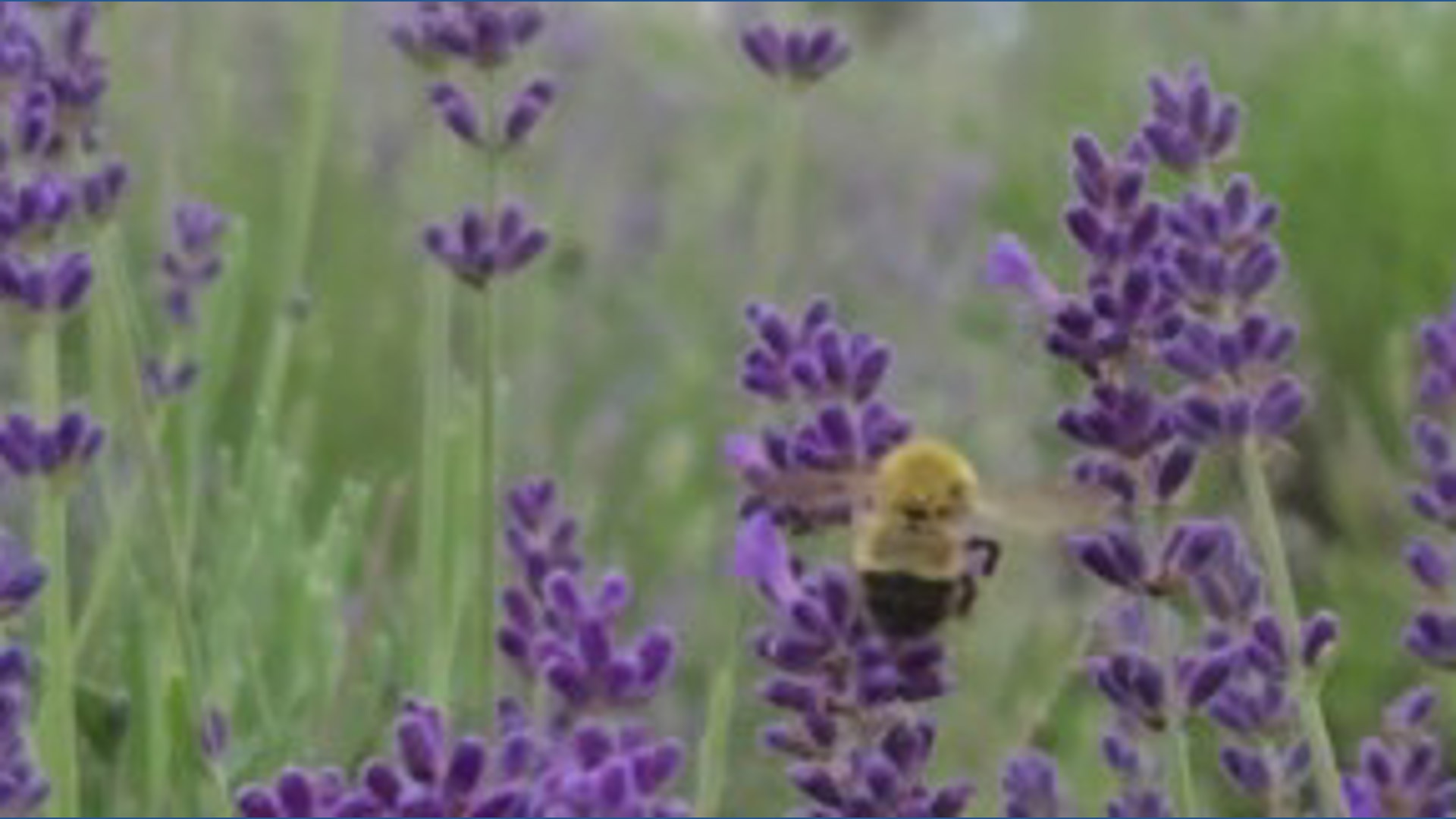 Sights & sounds: Fields at Maple Lawn Farms ready for Lavender Fest
