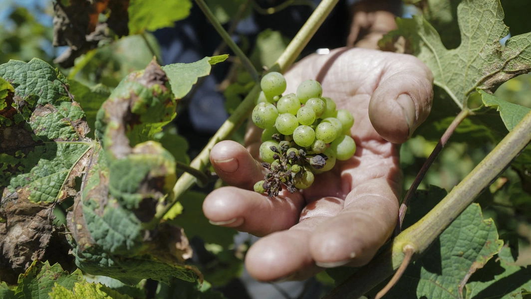 Proper techniques for washing and storing grapes