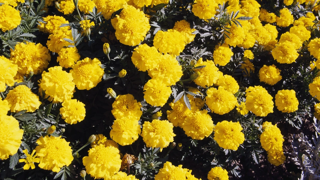 Marigold magic for a thriving garden