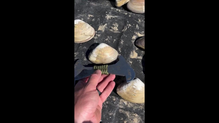 Over 100 illegal Pismo clams seized at Oceano Dunes
