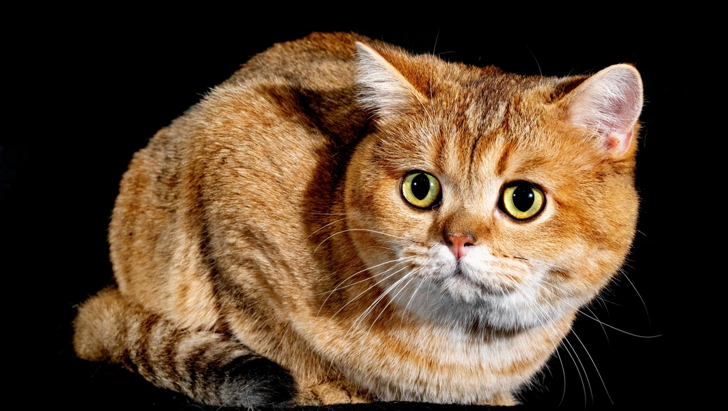 Genetics behind rare British Shorthair eye colors